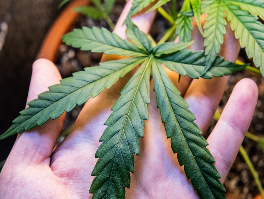 Troubleshooting Common Cannabis Plant Problems